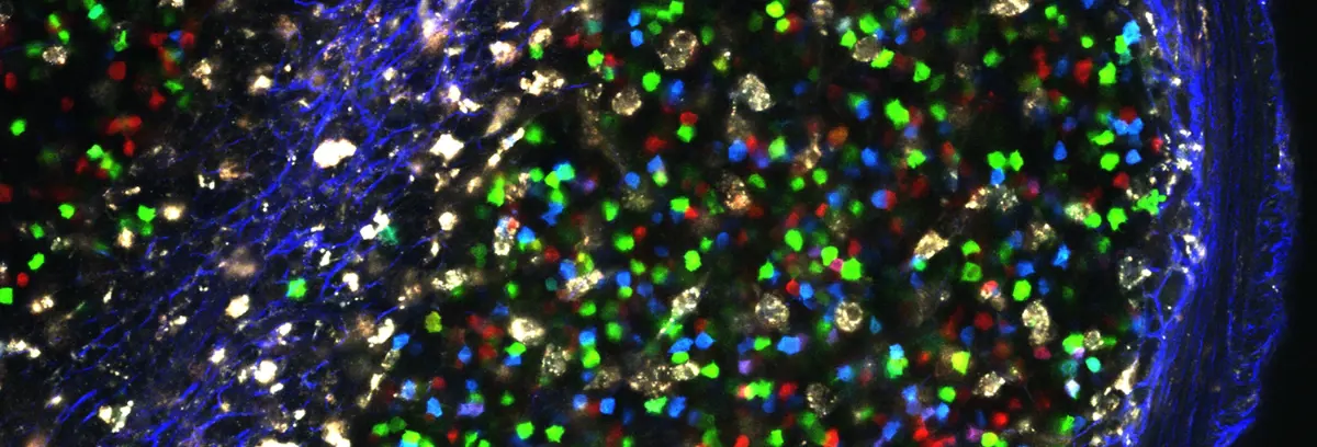 B-celler er bedre til at genkende ’fjender’ end hidtil antaget ...