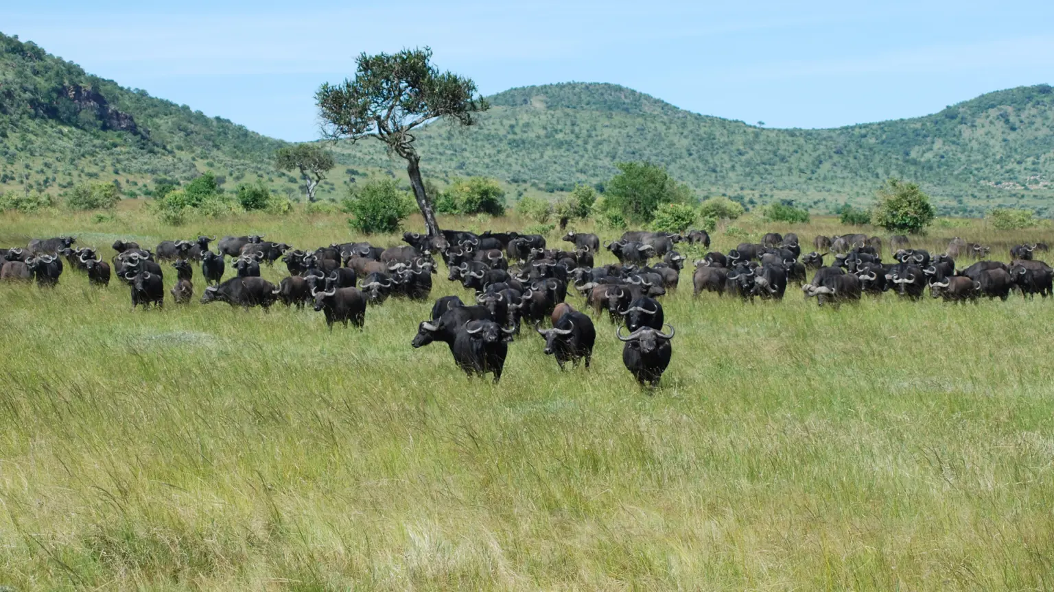 På sporet af Afrikas store dyr | Carlsbergfondet.dk