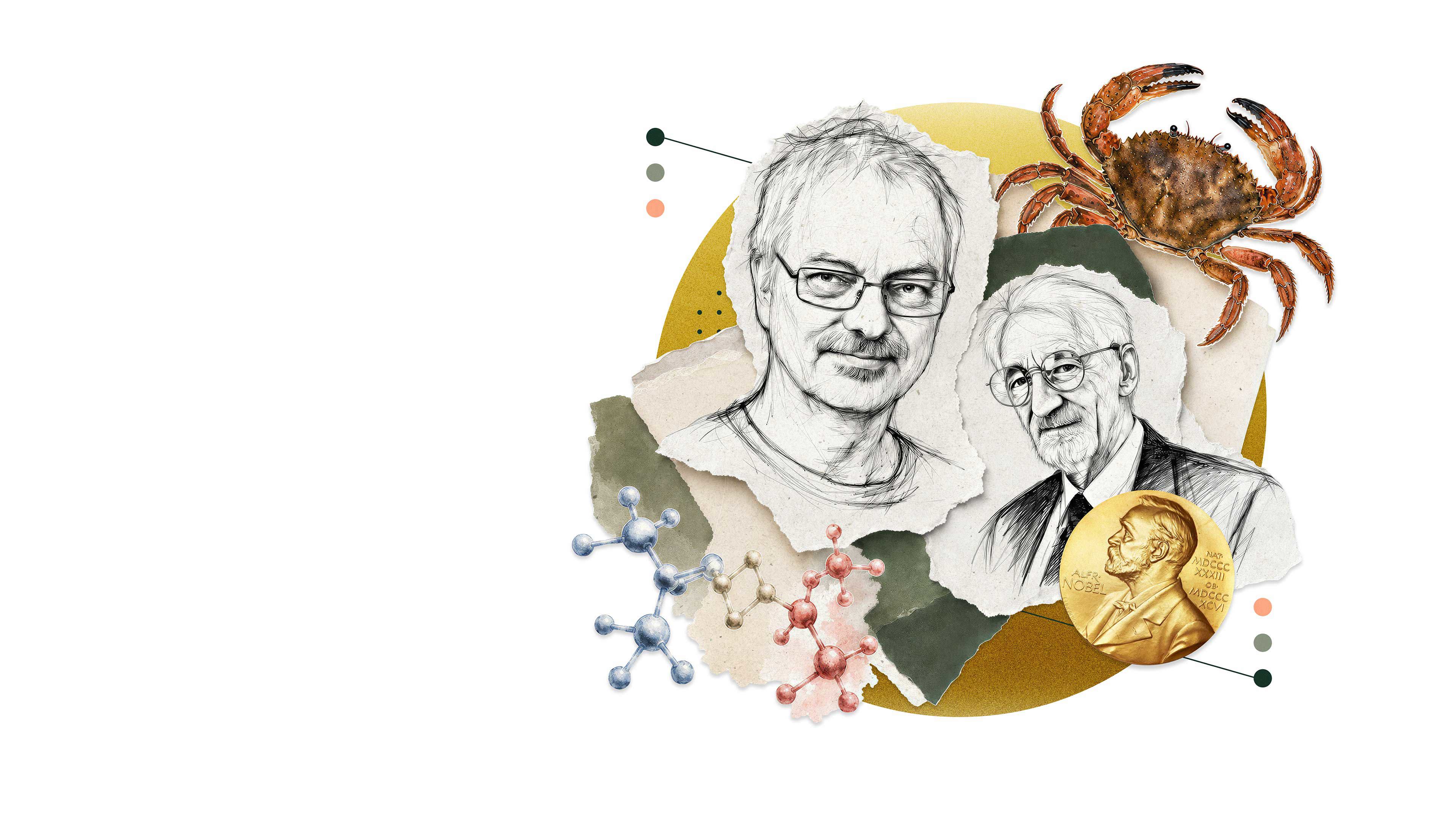 Krabber, klikkemi – og to Nobelpriser | Carlsbergfondet.dk