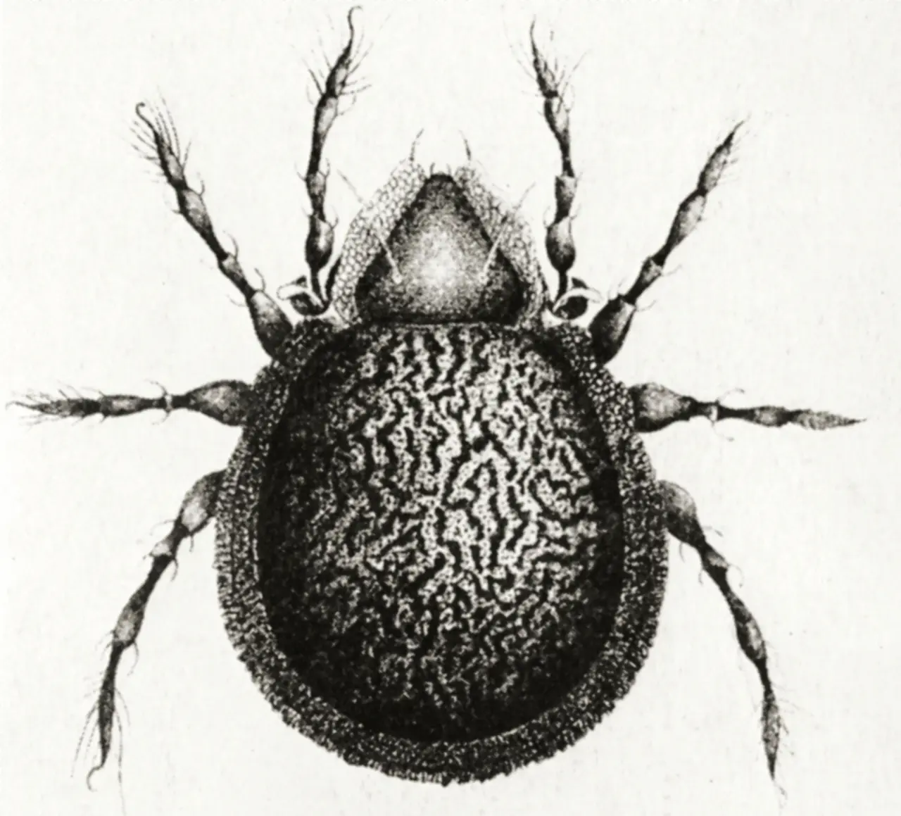 The big tiny world of the moss mites | Carlsbergfondet.dk