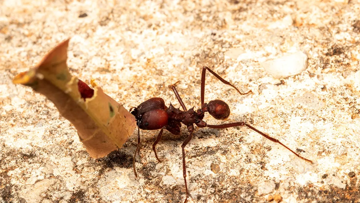 Jordens første ”landmænd”: De svampedyrkende myrer | Carlsbergfondet.dk